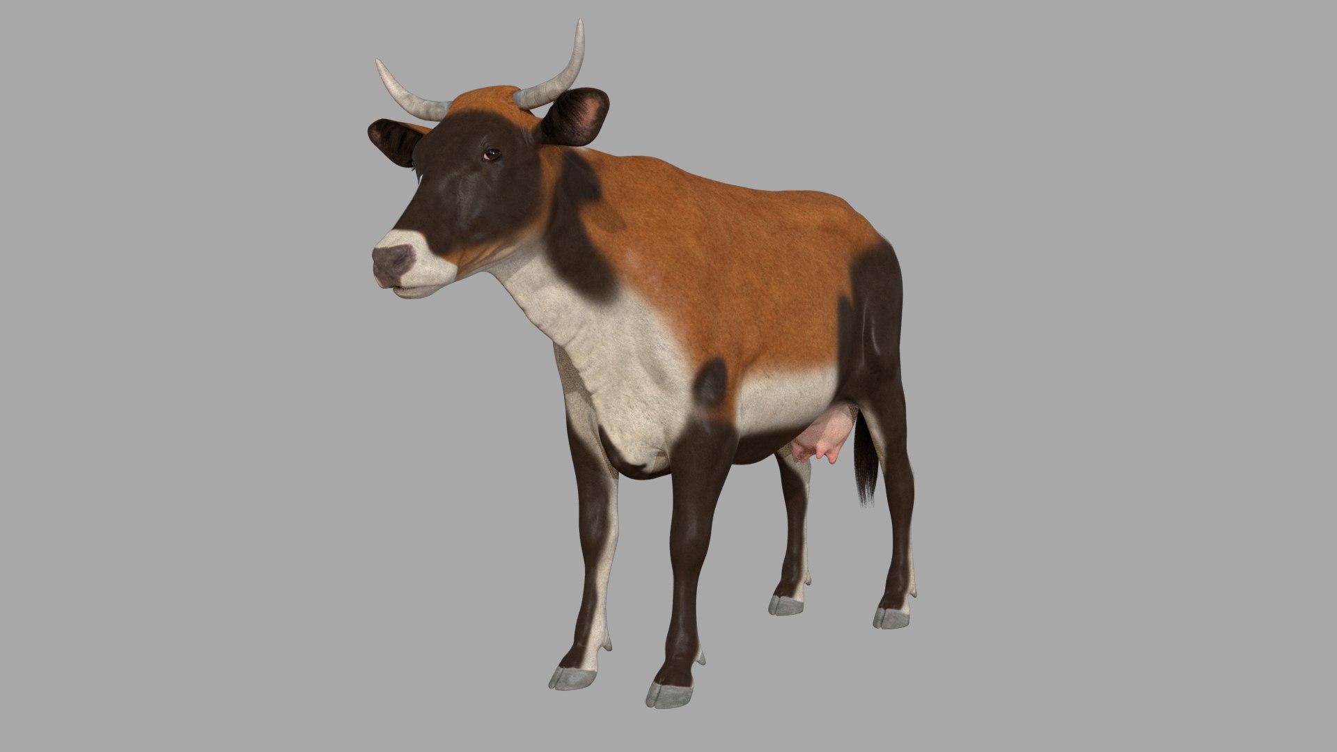 3D cattle model - TurboSquid 1749720
