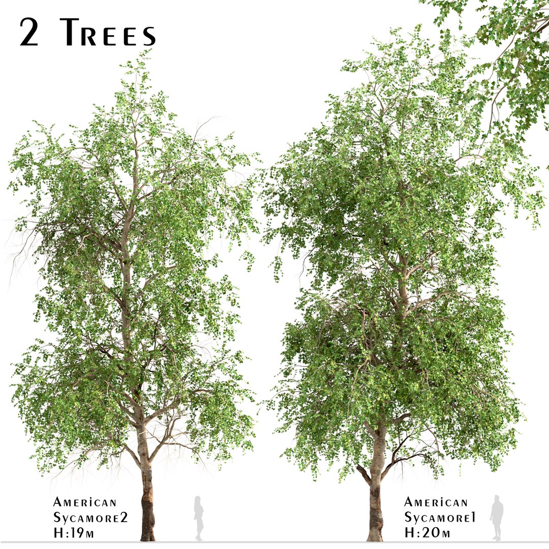 Set of American Sycamore or Platanus Occidentalis Trees - 2 Trees model ...