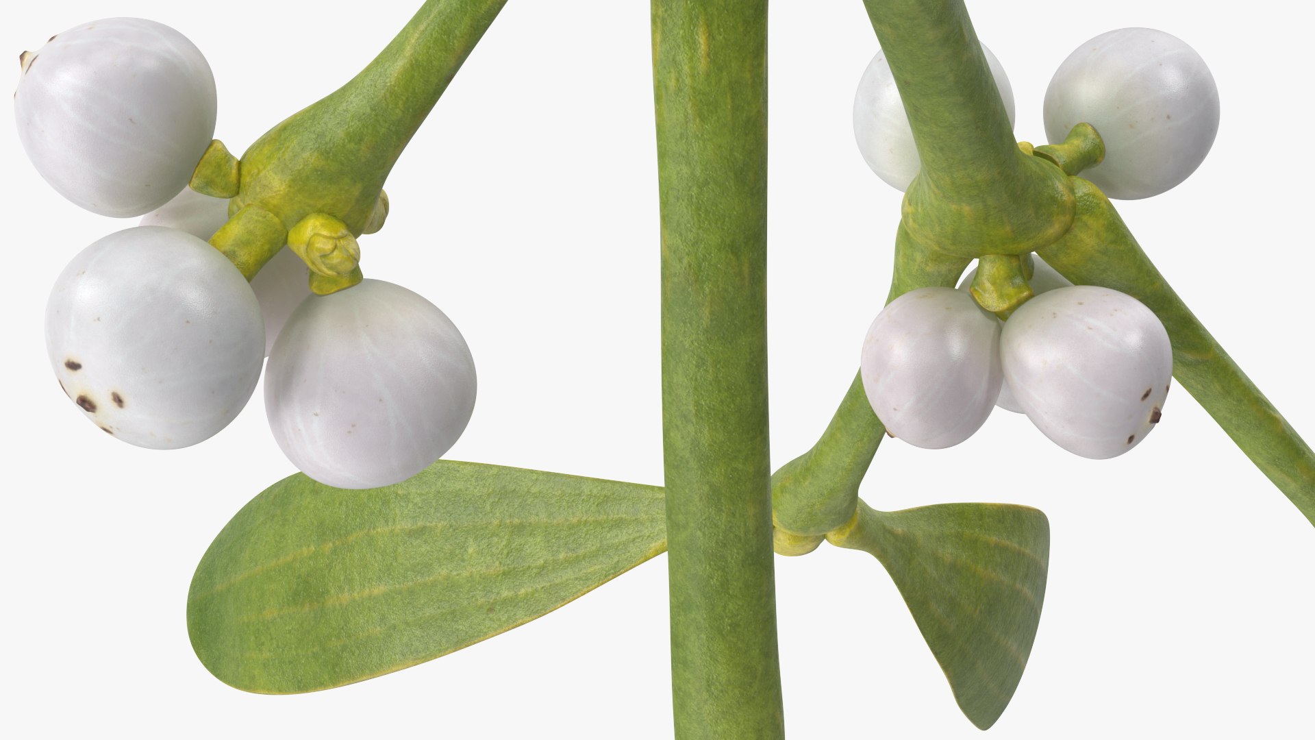 Mistletoe 2 with White Bow 3D model - TurboSquid 1806458