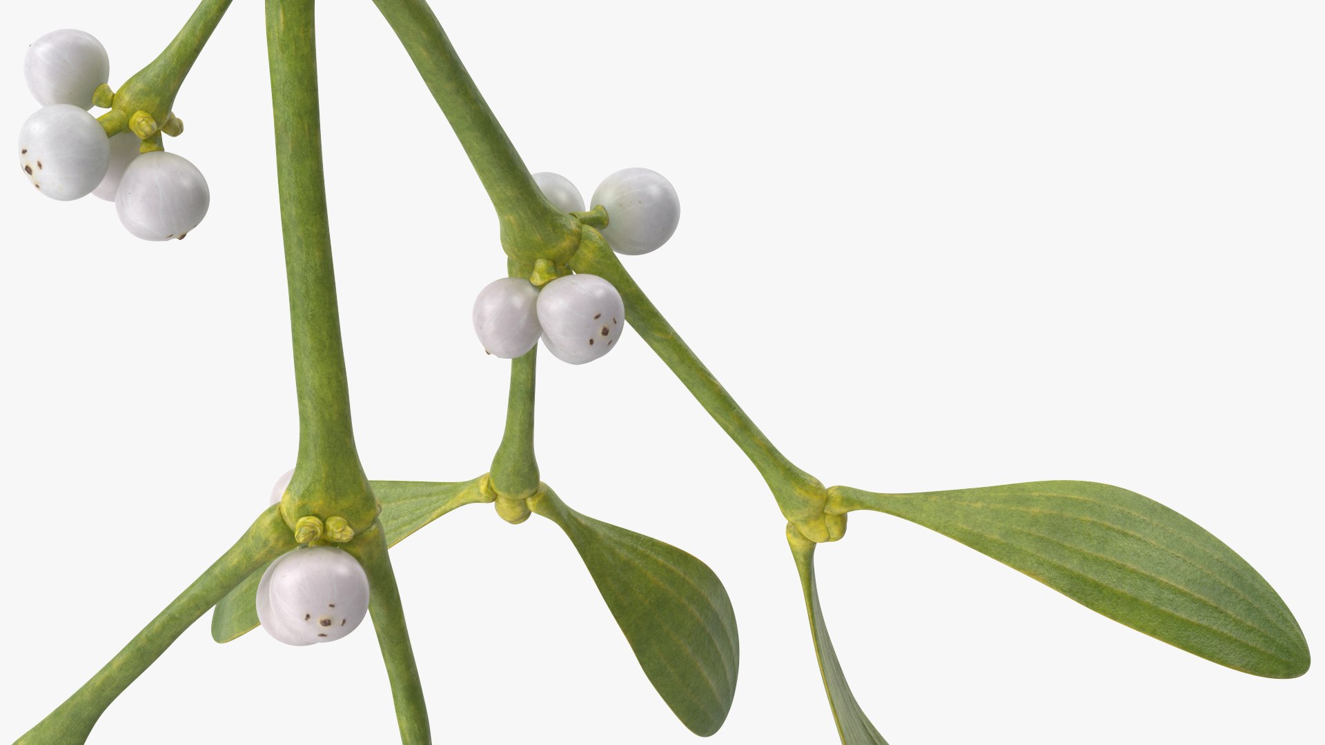Mistletoe 2 with White Bow 3D model - TurboSquid 1806458