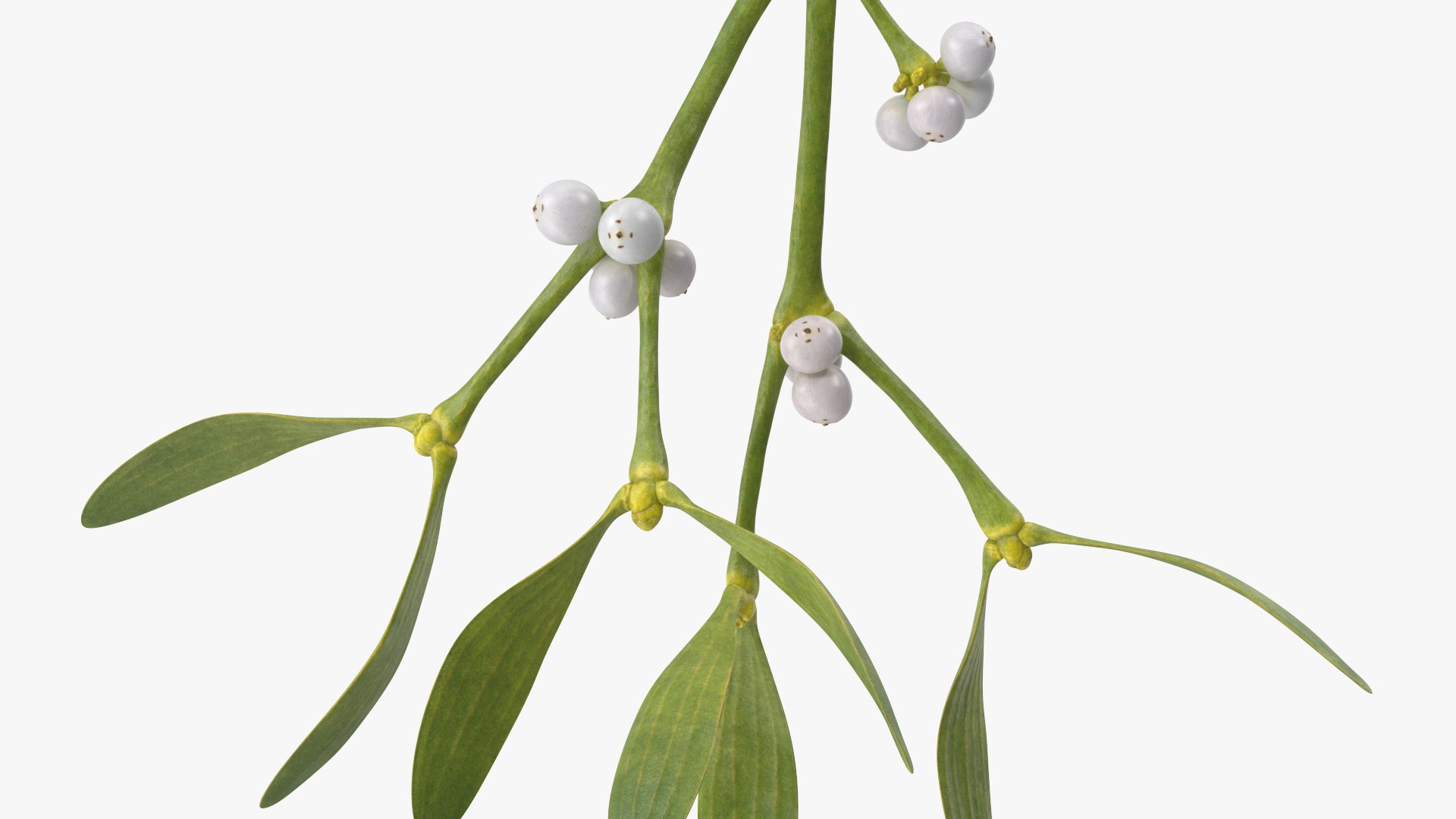 Mistletoe 2 with White Bow 3D model - TurboSquid 1806458