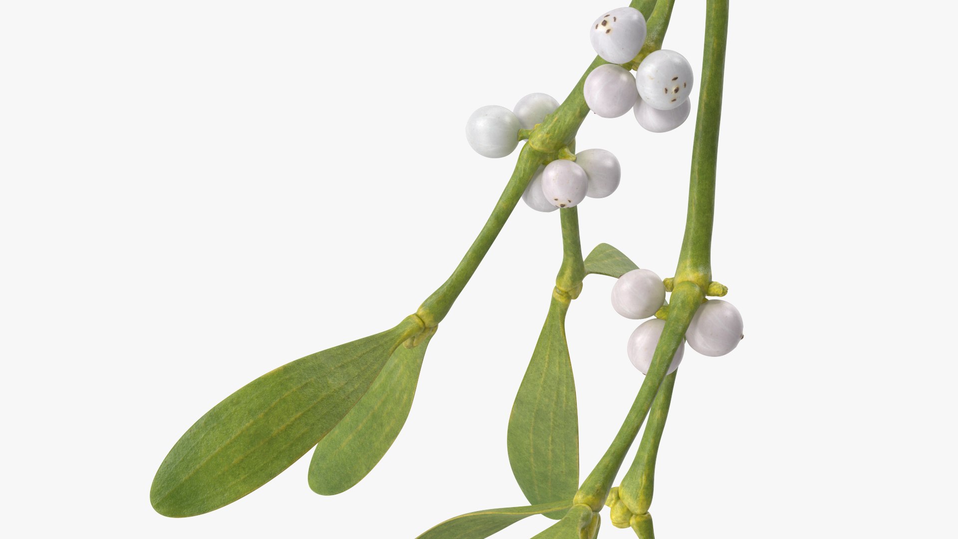 Mistletoe 2 with White Bow 3D model - TurboSquid 1806458