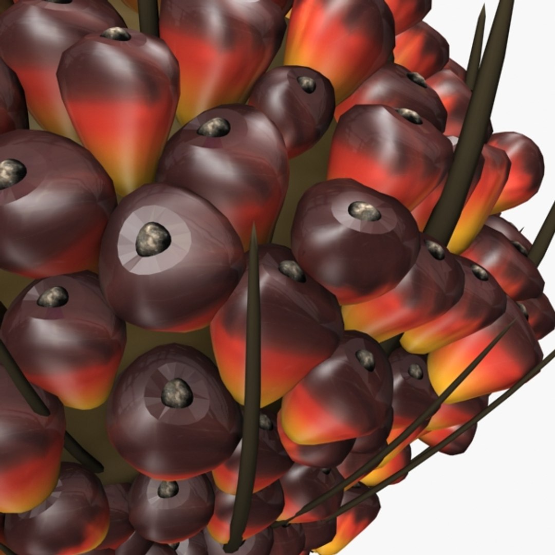 3d Oil Palm Fruit