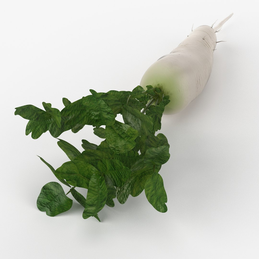 3d Model Realistic White Radish Real