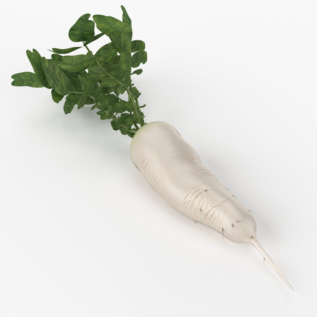 3d Model Realistic White Radish Real
