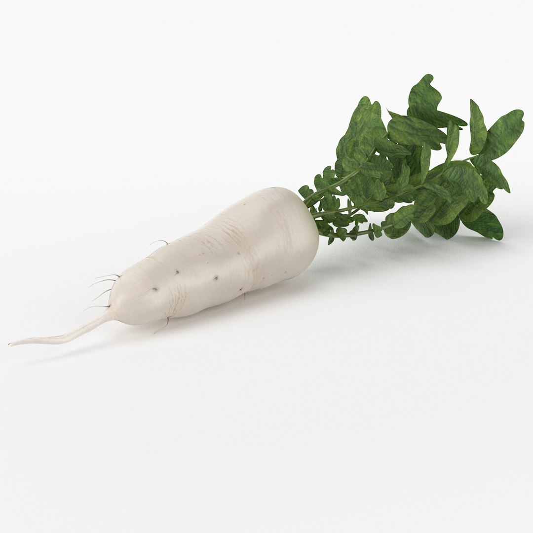 3d Model Realistic White Radish Real