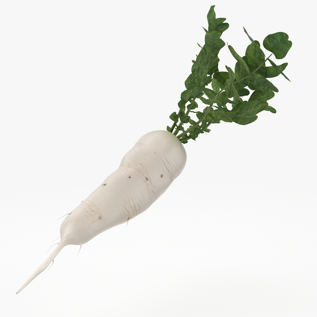 3d Model Realistic White Radish Real
