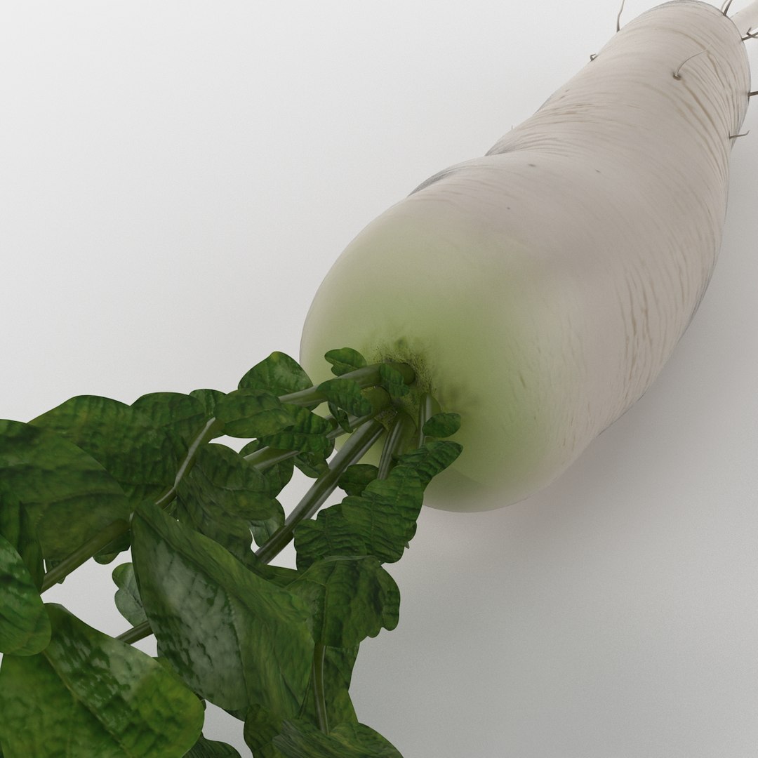 3d Model Realistic White Radish Real