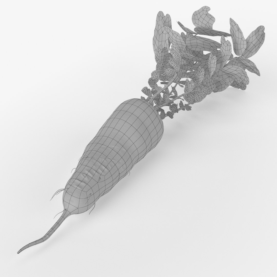 3d Model Realistic White Radish Real