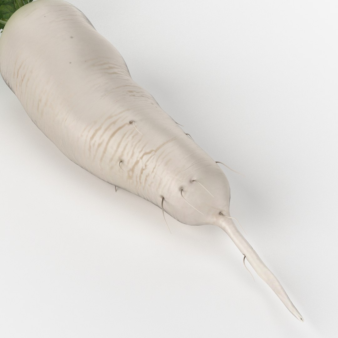 3d Model Realistic White Radish Real