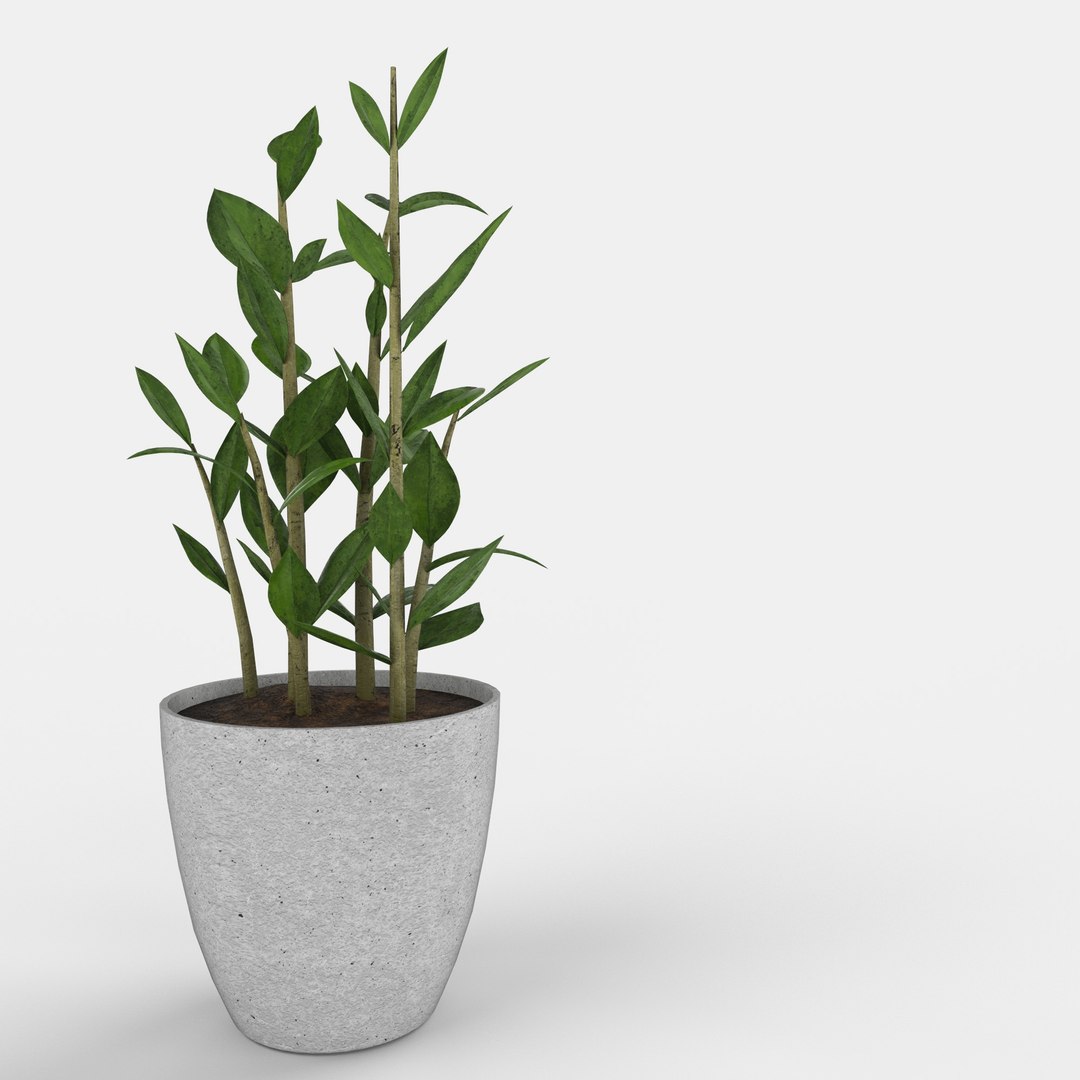 Indoor Plant 3D Model - TurboSquid 2348567