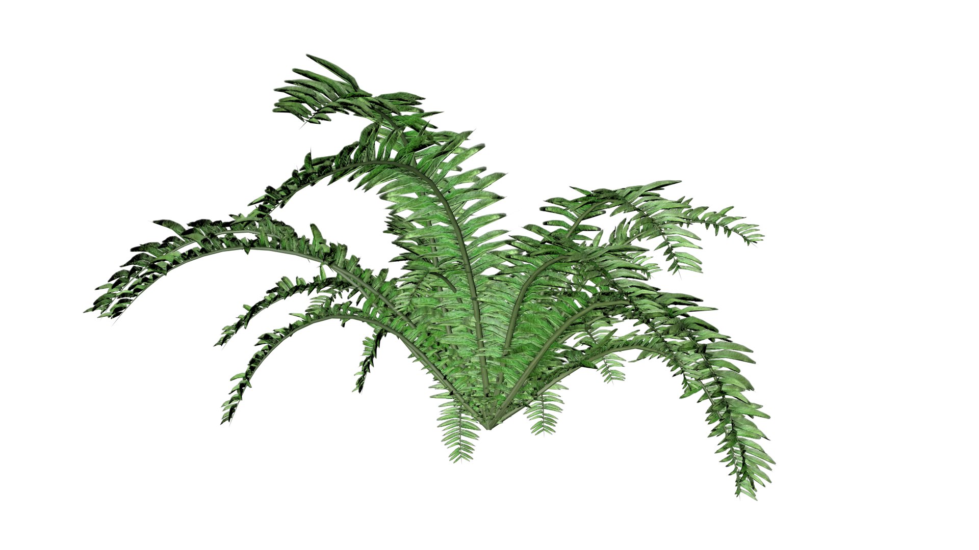 3D Boston Fern Plant - 07 - - TurboSquid 2372562