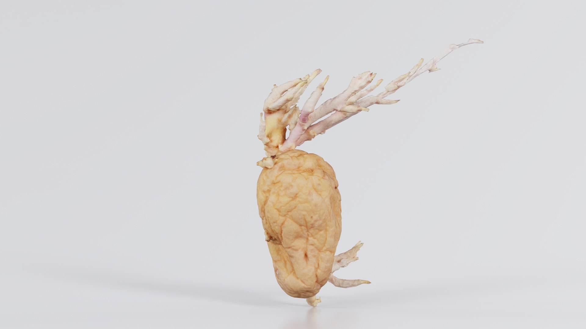 3D Model Shriveled Potatoe 10 Remastered - TurboSquid 2362472