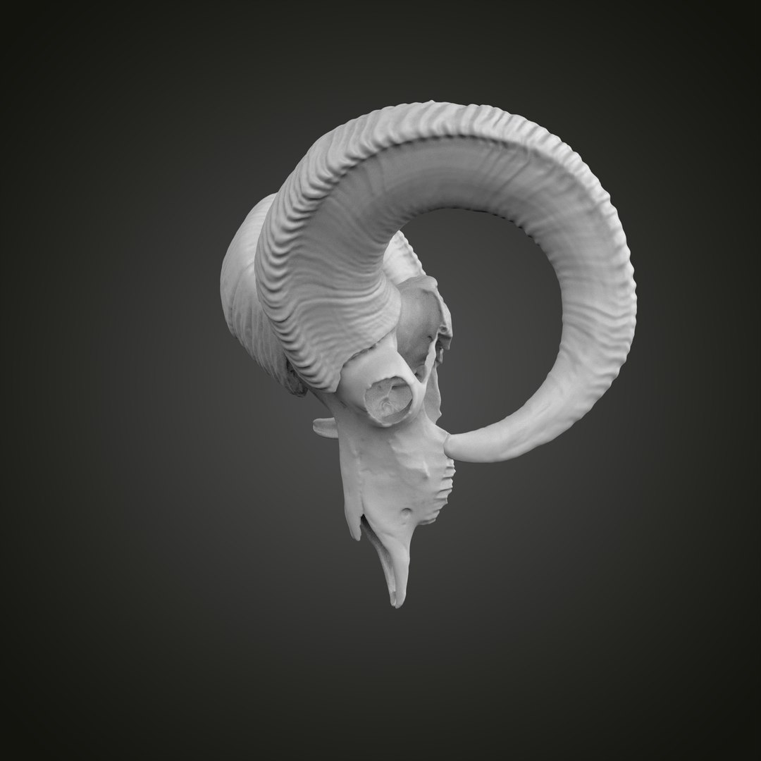 Sheep Scull Model - TurboSquid 1877481