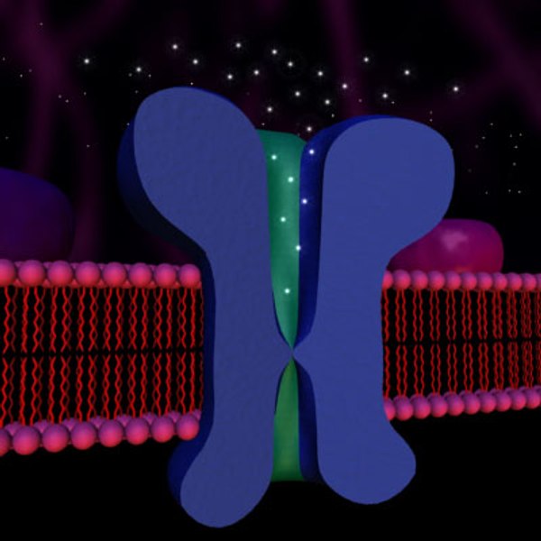 3D Lipid Models | TurboSquid