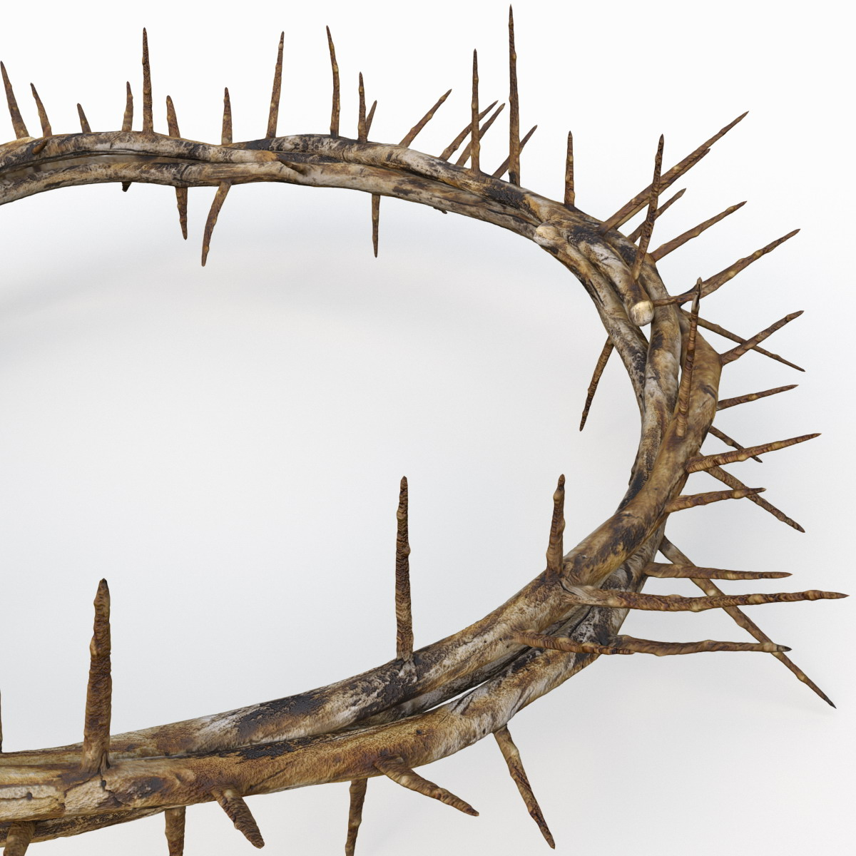 crown thorns 3d model