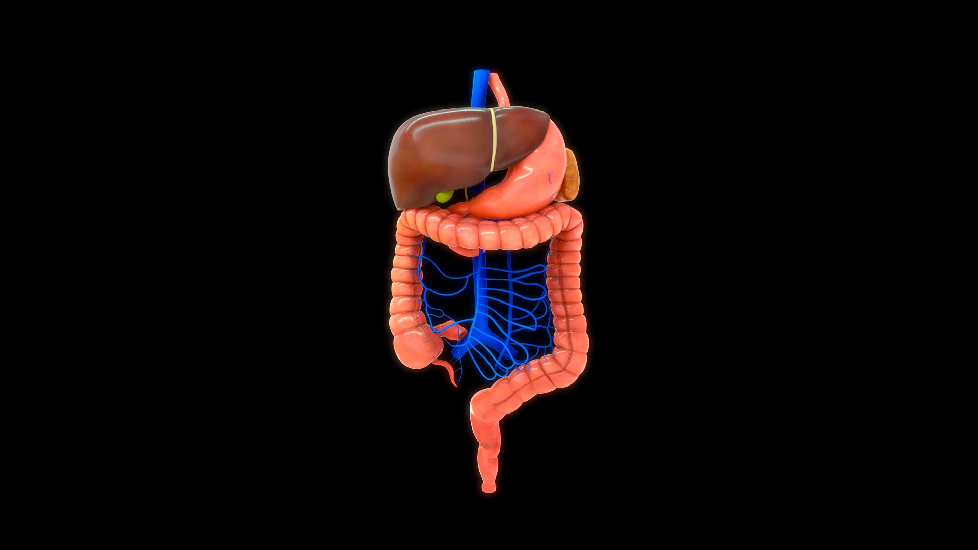 3D Hepatic Portal System - TurboSquid 2190073