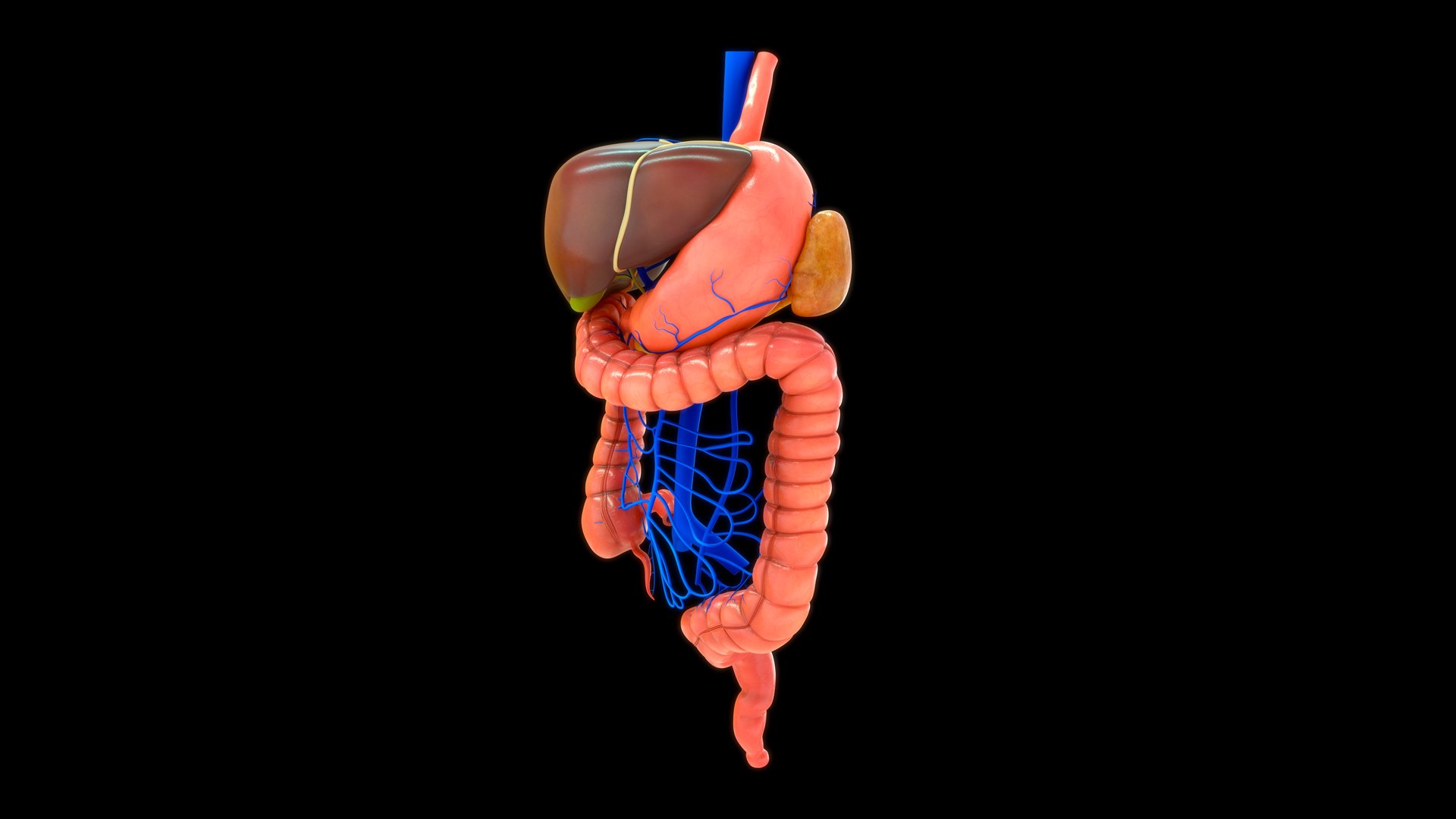 3D Hepatic Portal System - TurboSquid 2190073