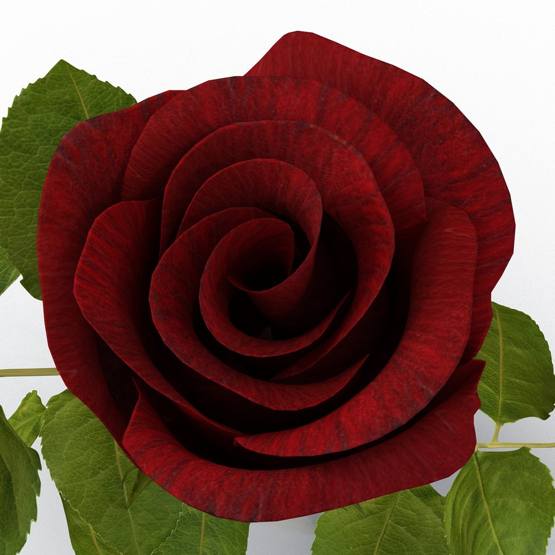 Rose 2 3d Model