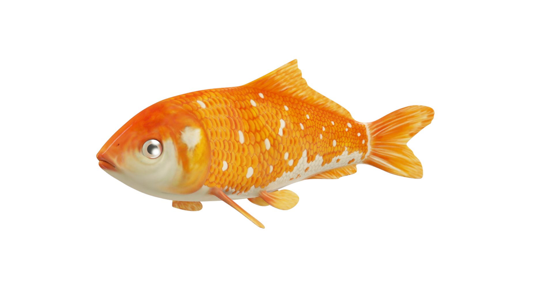 Koi Carp 3d Model