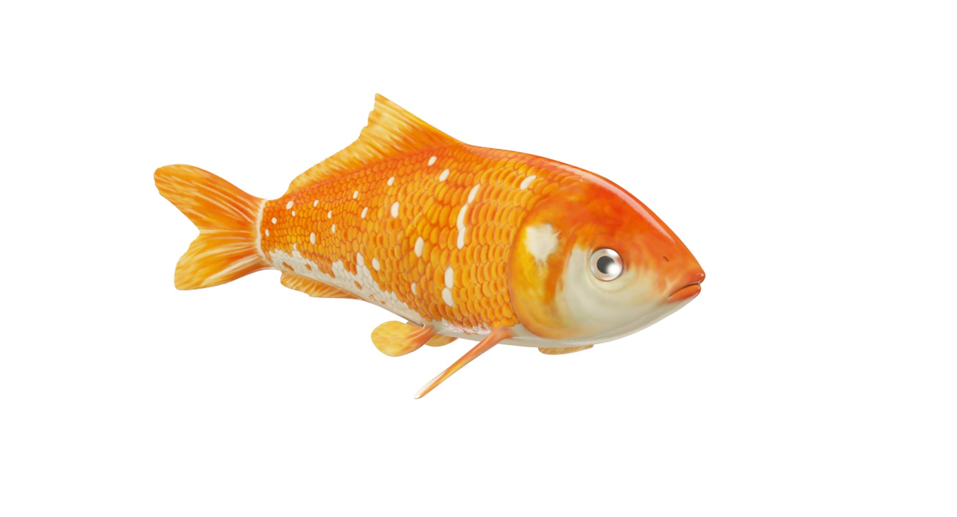 Koi Carp 3d Model