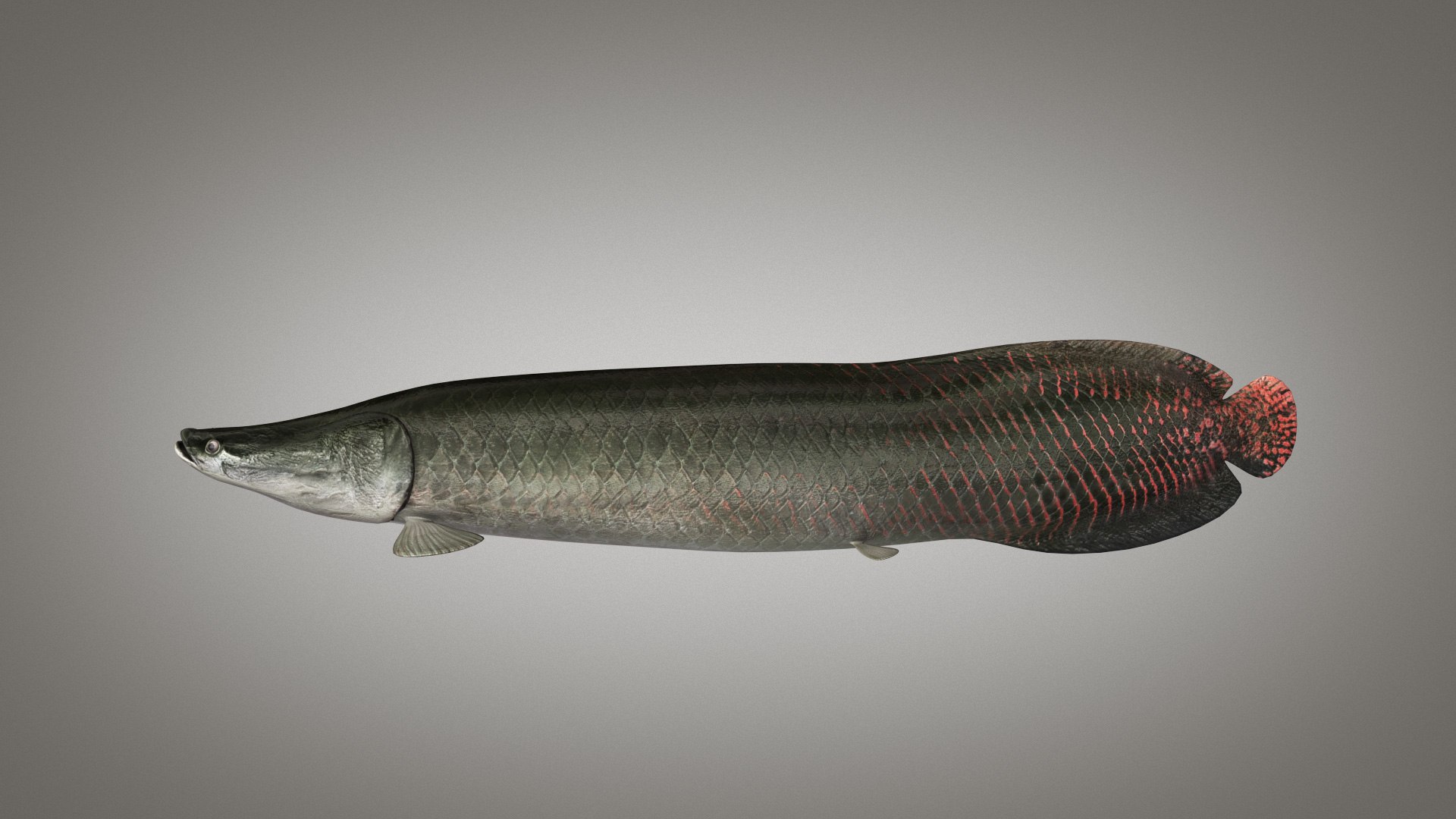 3dsmax Arapama Fish