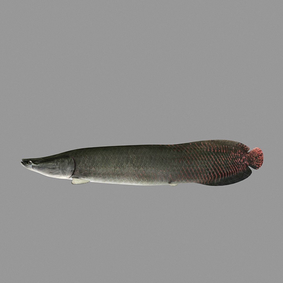 3dsmax Arapama Fish