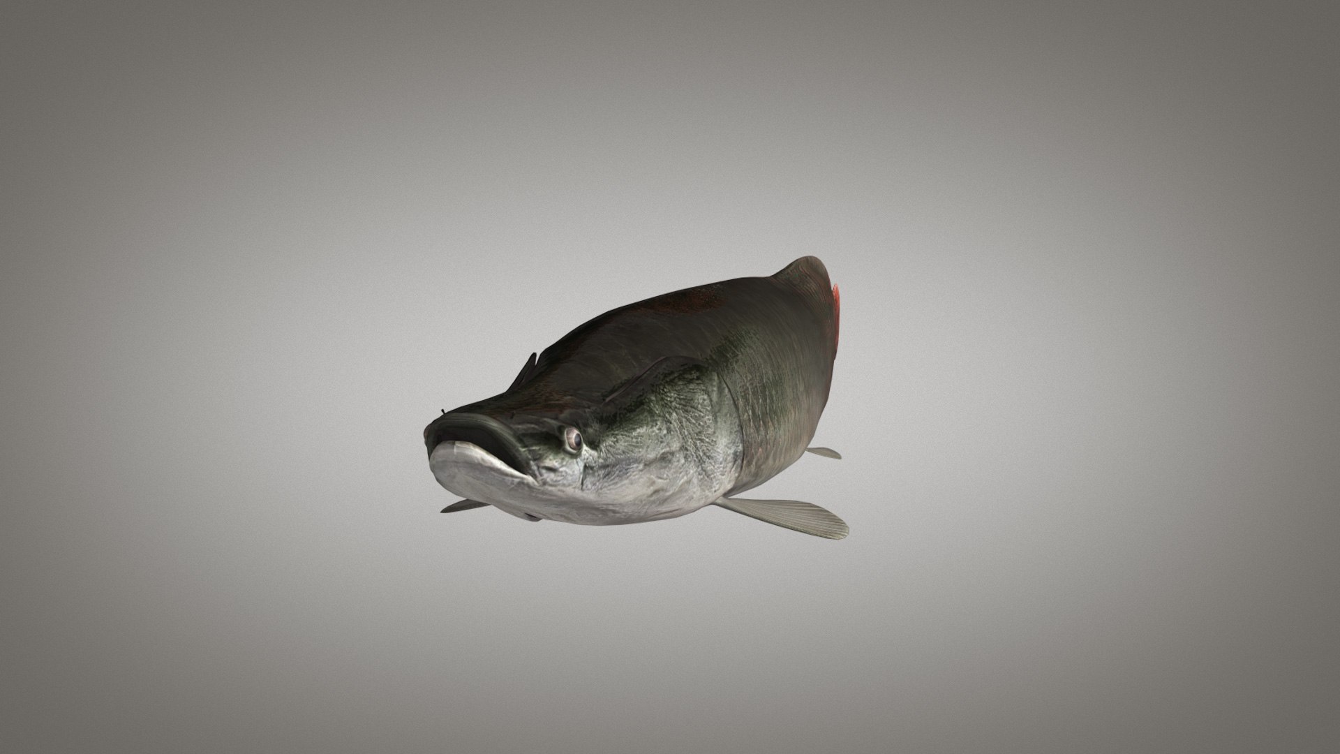 3dsmax Arapama Fish