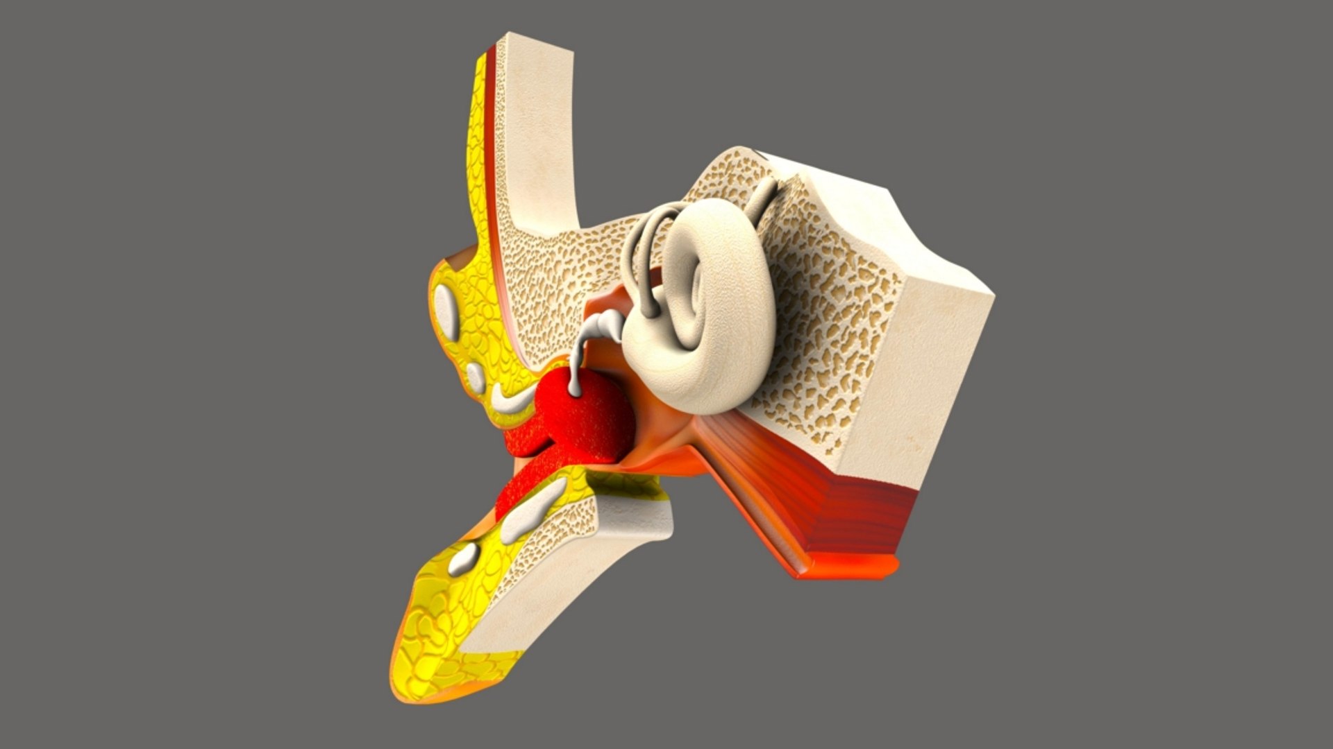 Ear Infection 3D Model - TurboSquid 1264084