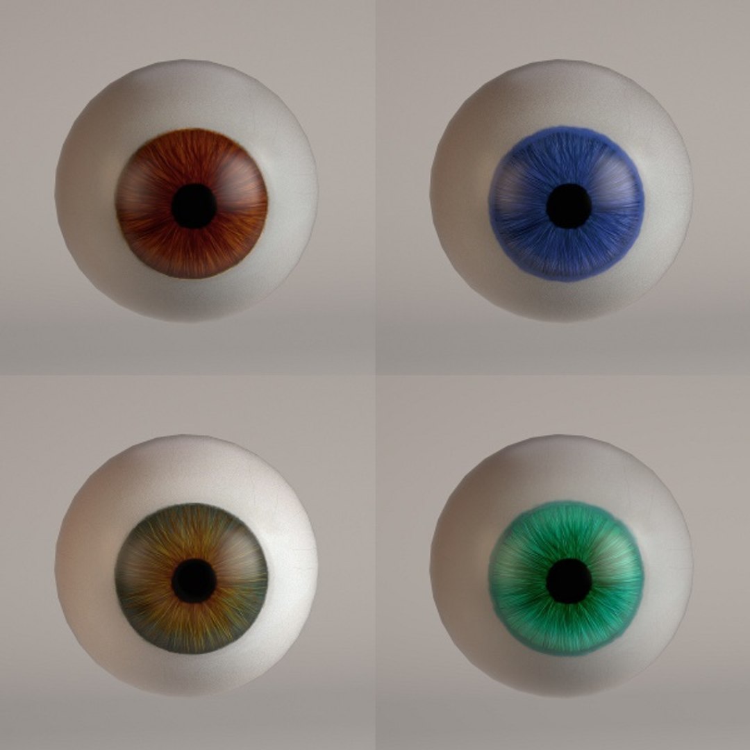 Human Eye 3d Model