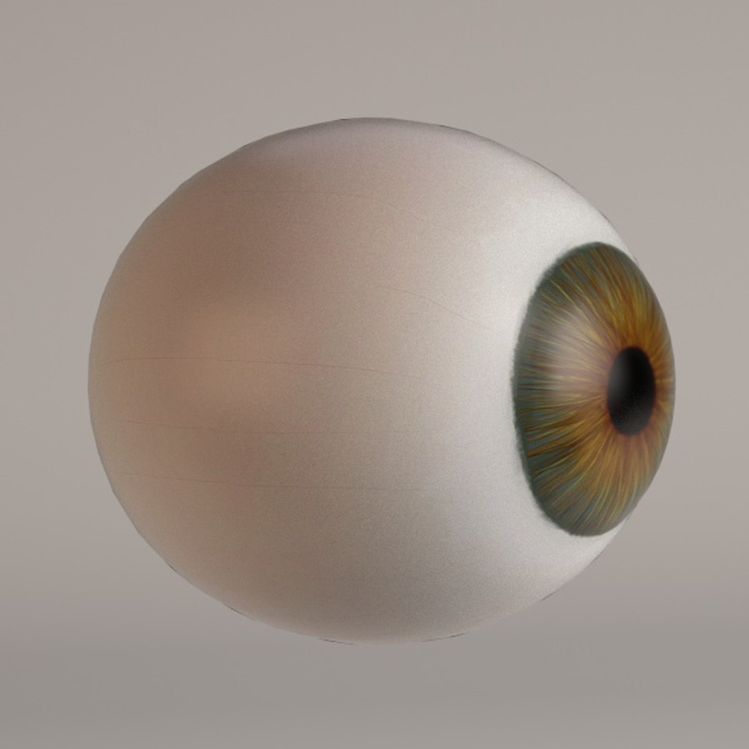 Human Eye 3d Model