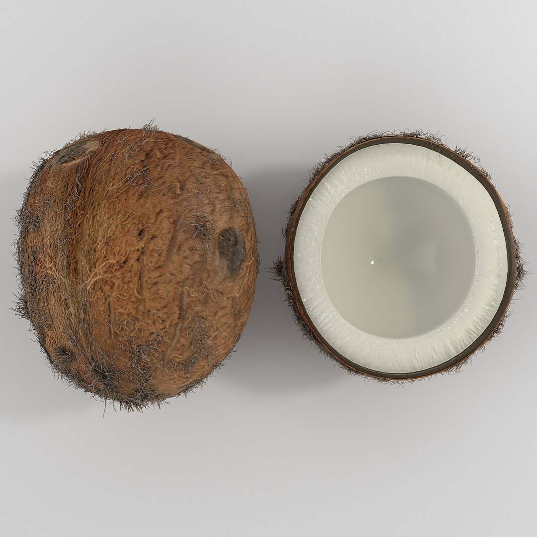 3d model realistic coconut