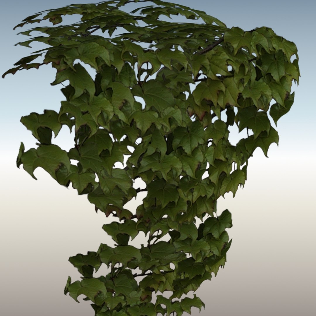 3d model ivy