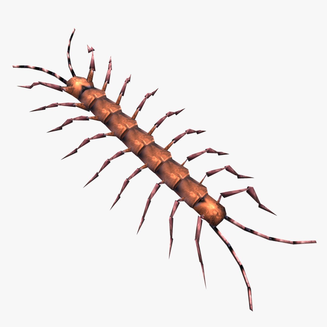 Low-poly animated centipede 3D model - TurboSquid 2029289