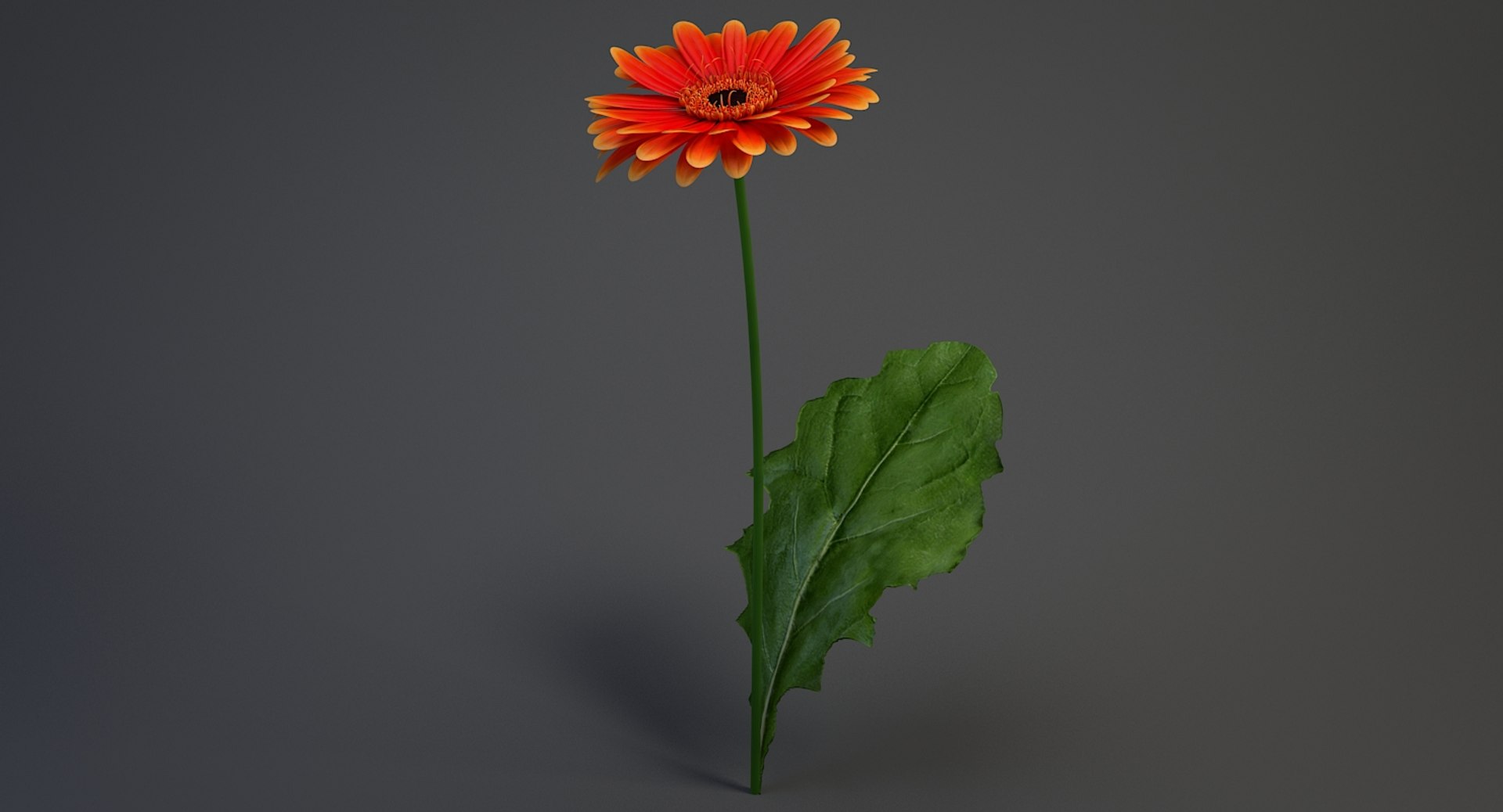 3D Realistic Gerbera Flower - TurboSquid 1229493