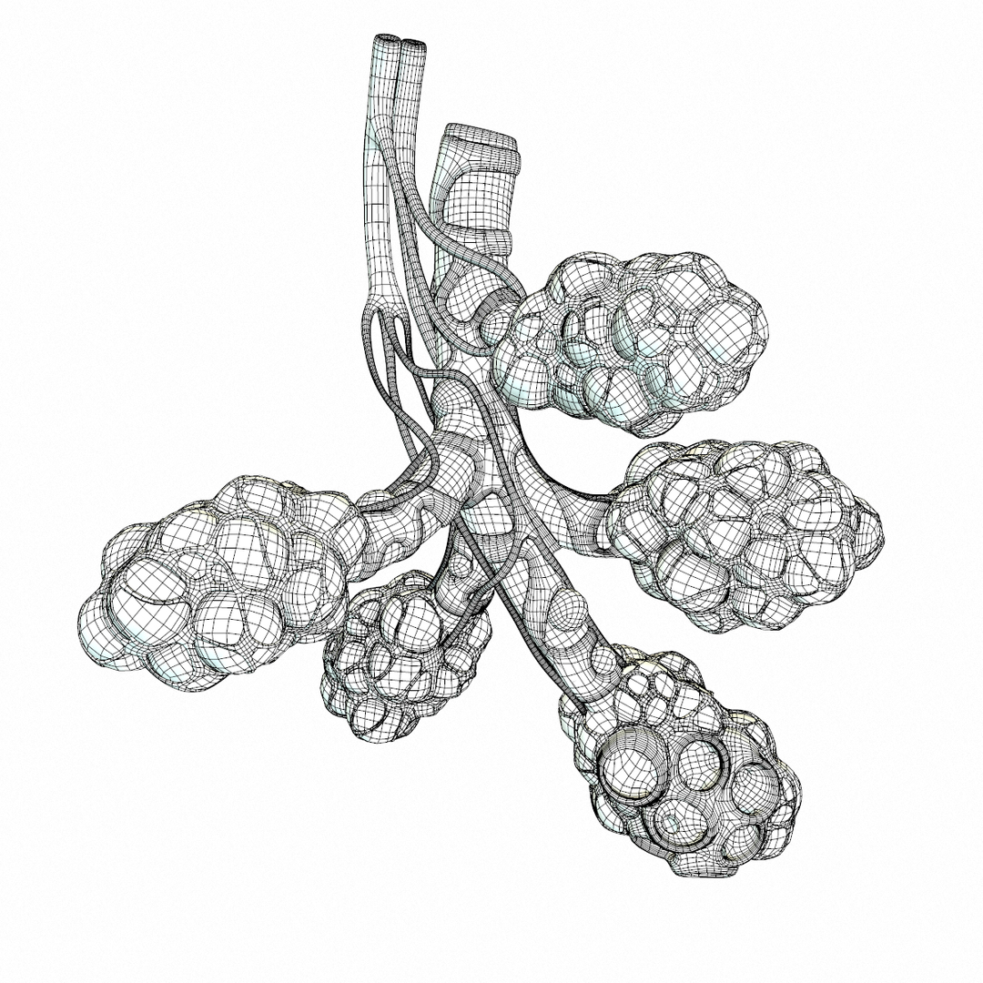 3D Realistic Human Bronchi Alveoli Model - TurboSquid 1555843