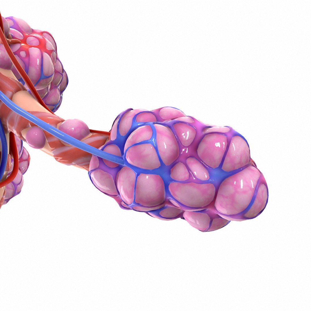 3D Realistic Human Bronchi Alveoli Model - TurboSquid 1555843
