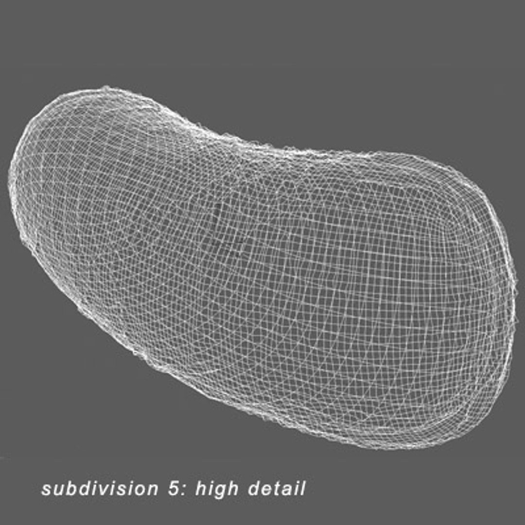 Bacterium 3d Model