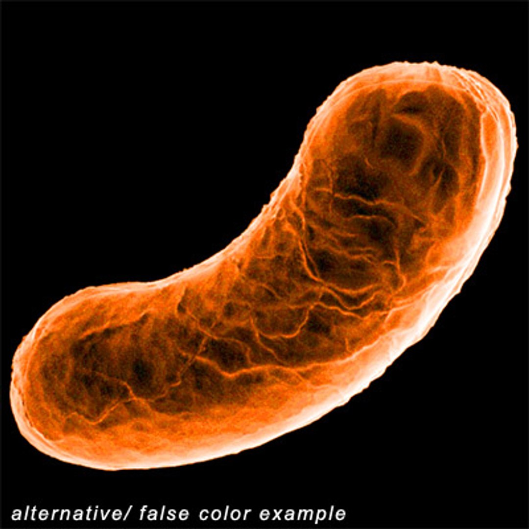 Bacterium 3d Model