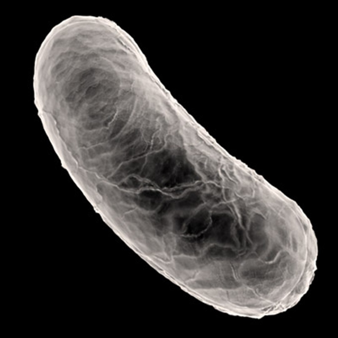 Bacterium 3d Model