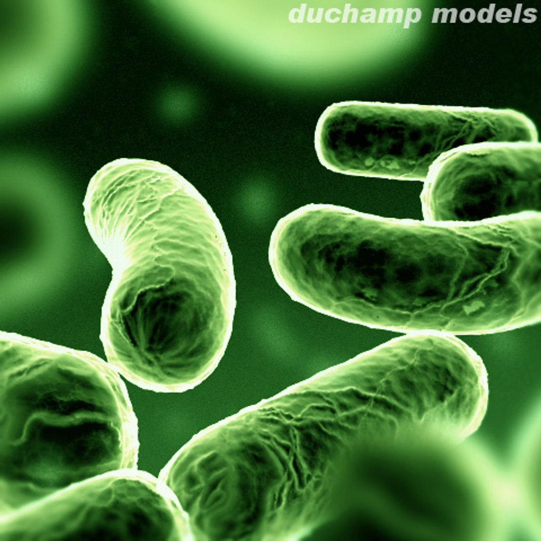Bacterium 3d Model