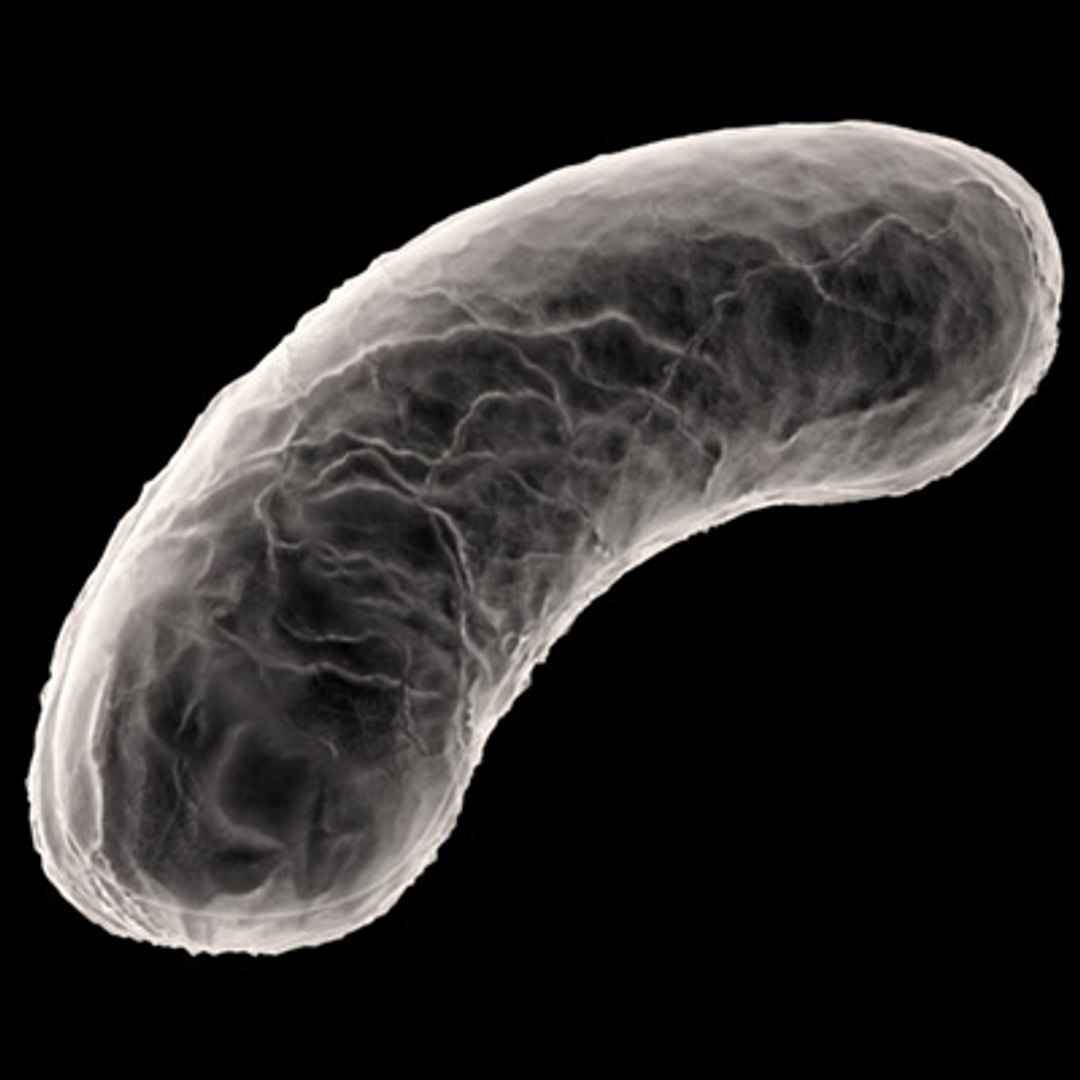 Bacterium 3d Model