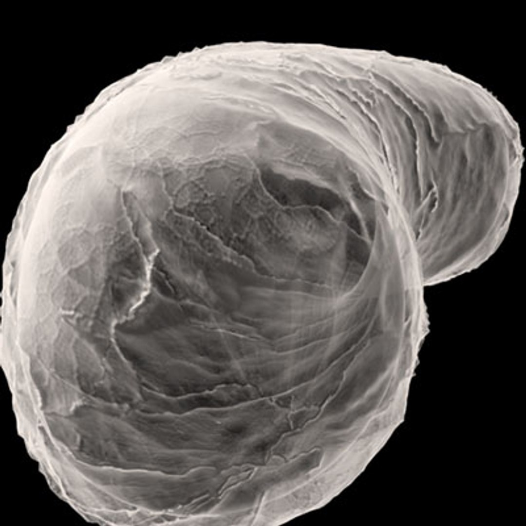 Bacterium 3d Model