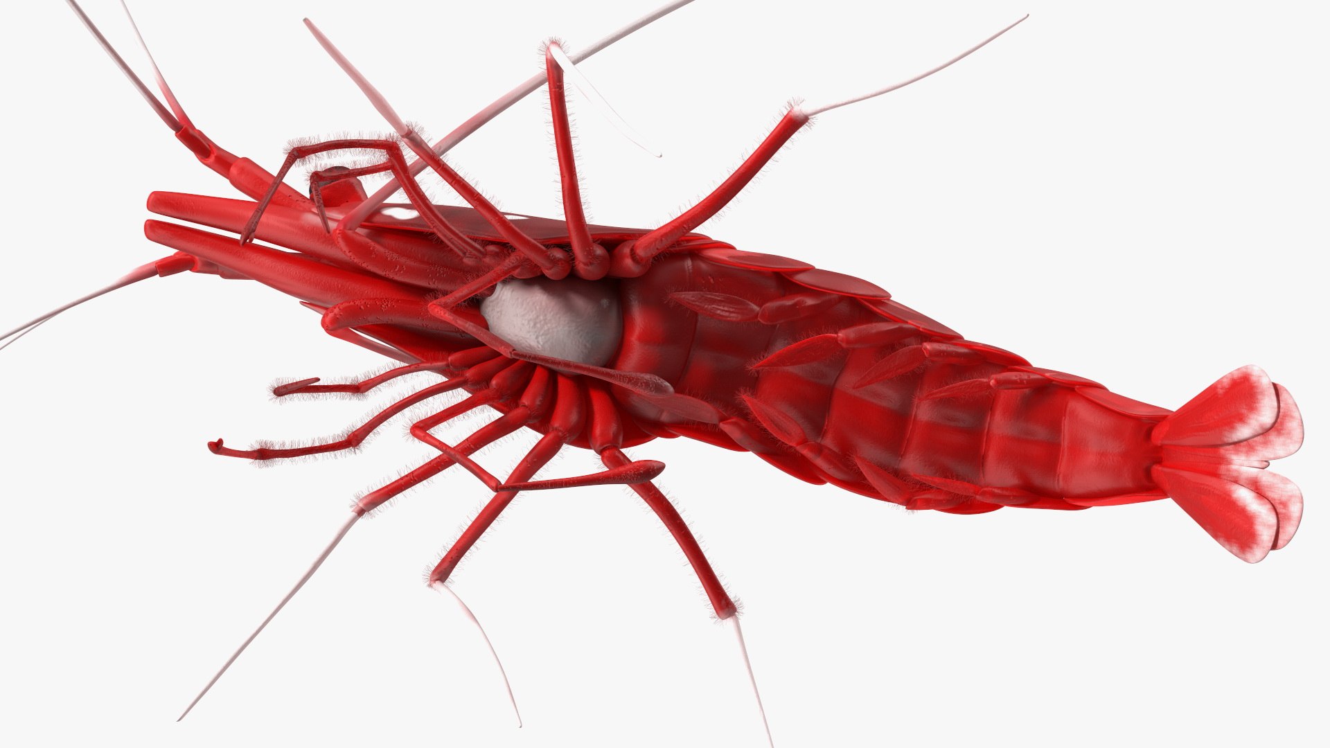 3D Model Scarlet Skunk Cleaner Shrimp Fur - TurboSquid 2050976