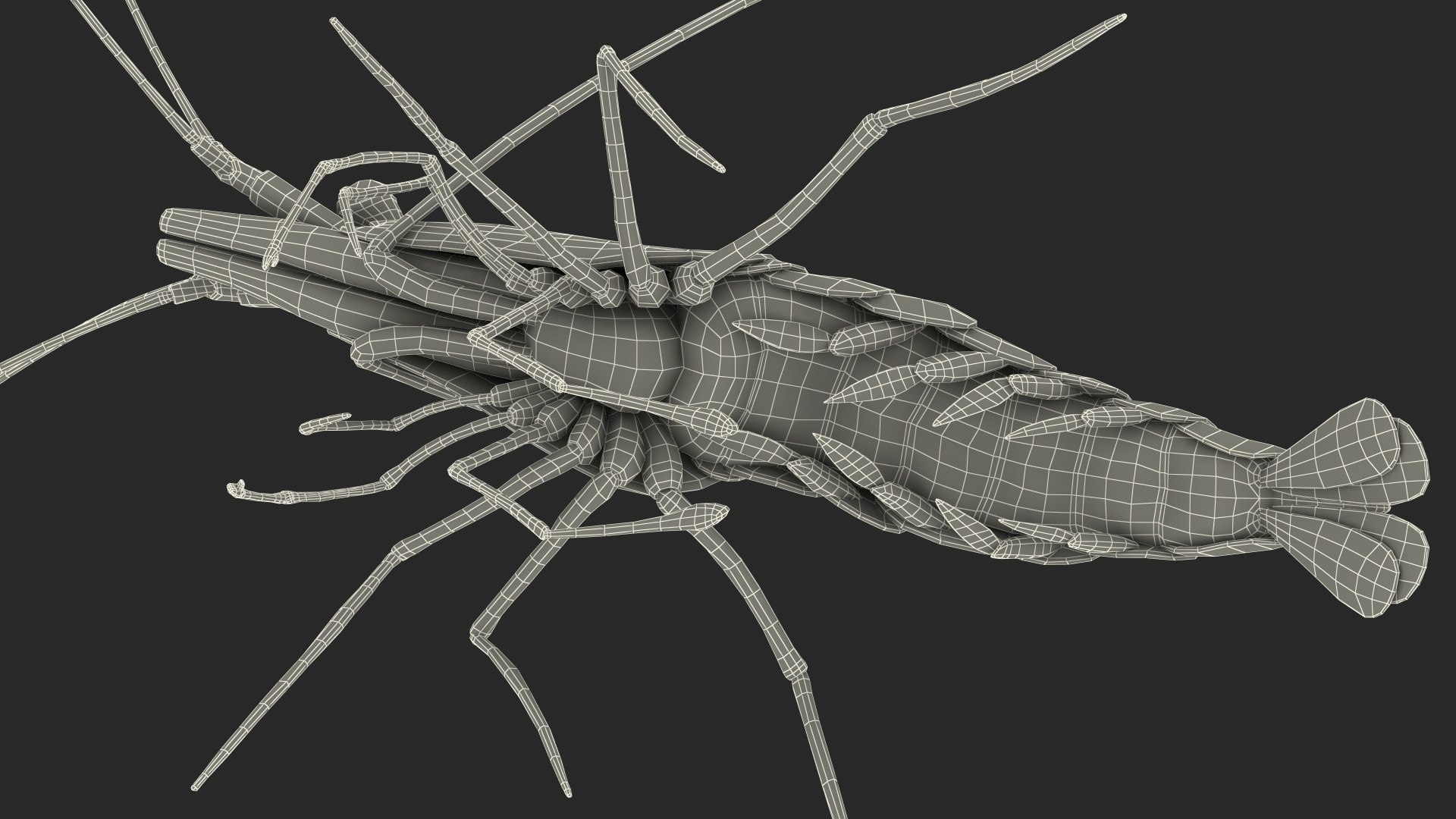 3D Model Scarlet Skunk Cleaner Shrimp Fur - TurboSquid 2050976