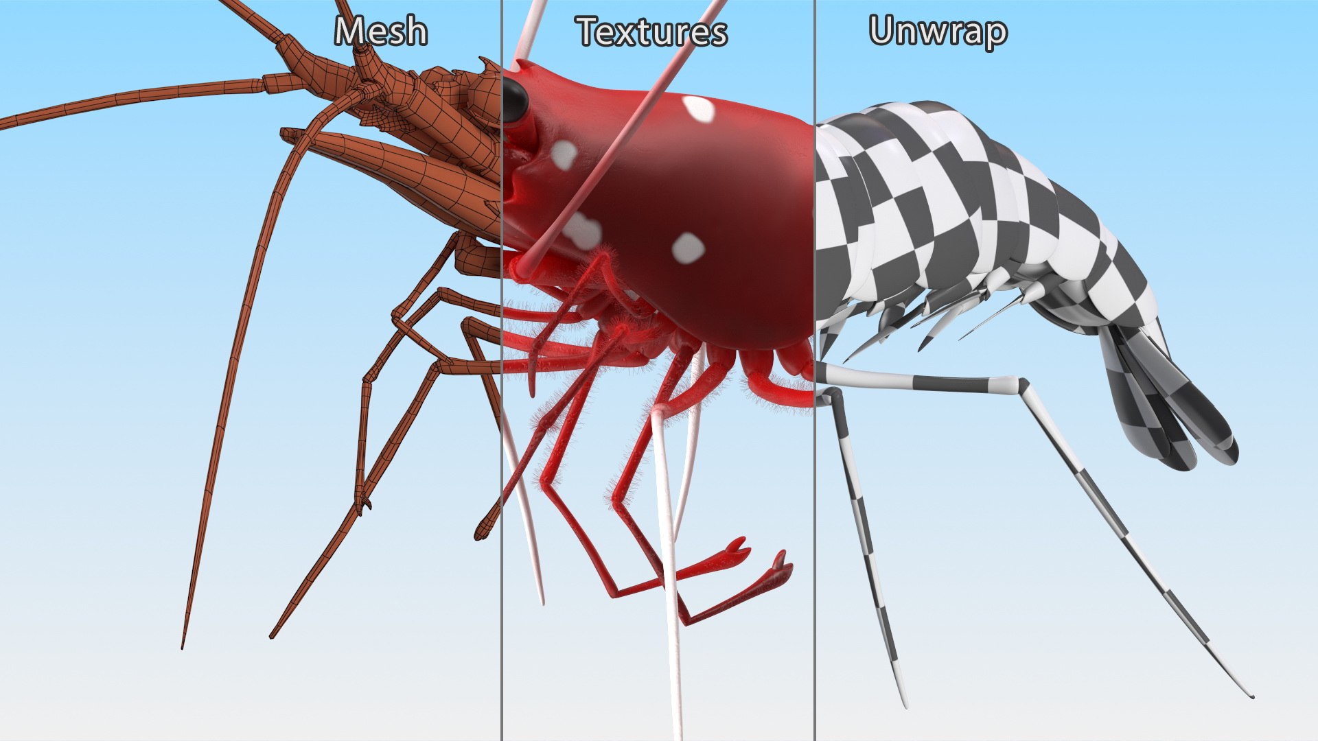 3D Model Scarlet Skunk Cleaner Shrimp Fur - TurboSquid 2050976