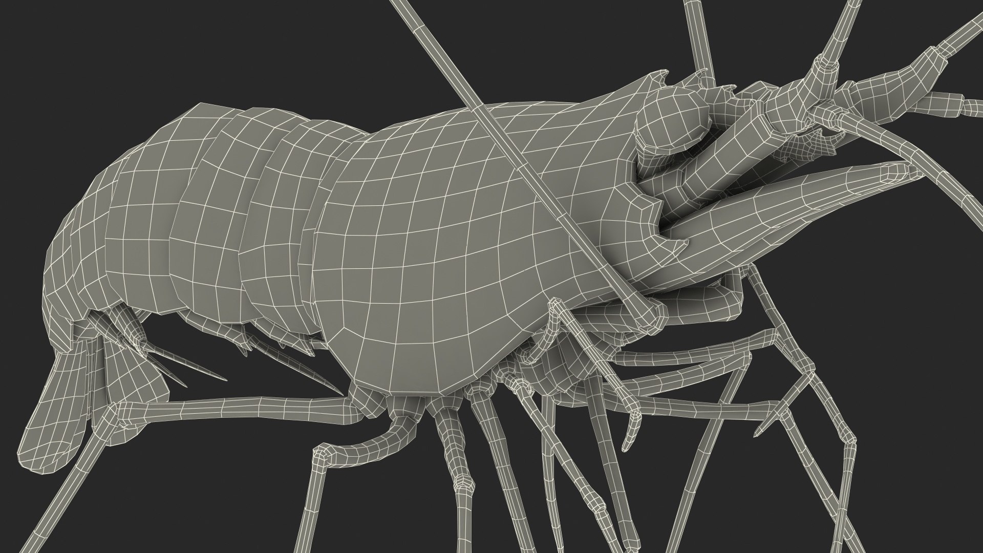 3D Model Scarlet Skunk Cleaner Shrimp Fur - TurboSquid 2050976