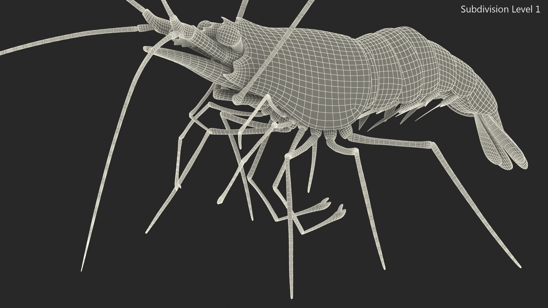 3D Model Scarlet Skunk Cleaner Shrimp Fur - TurboSquid 2050976