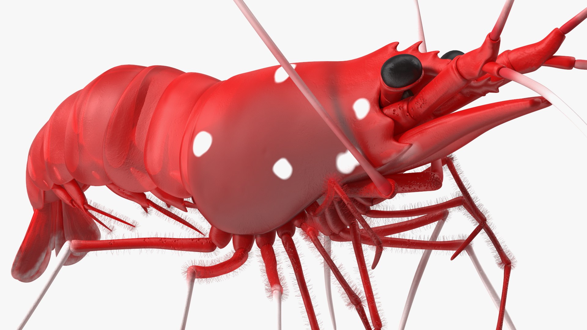 3D Model Scarlet Skunk Cleaner Shrimp Fur - TurboSquid 2050976