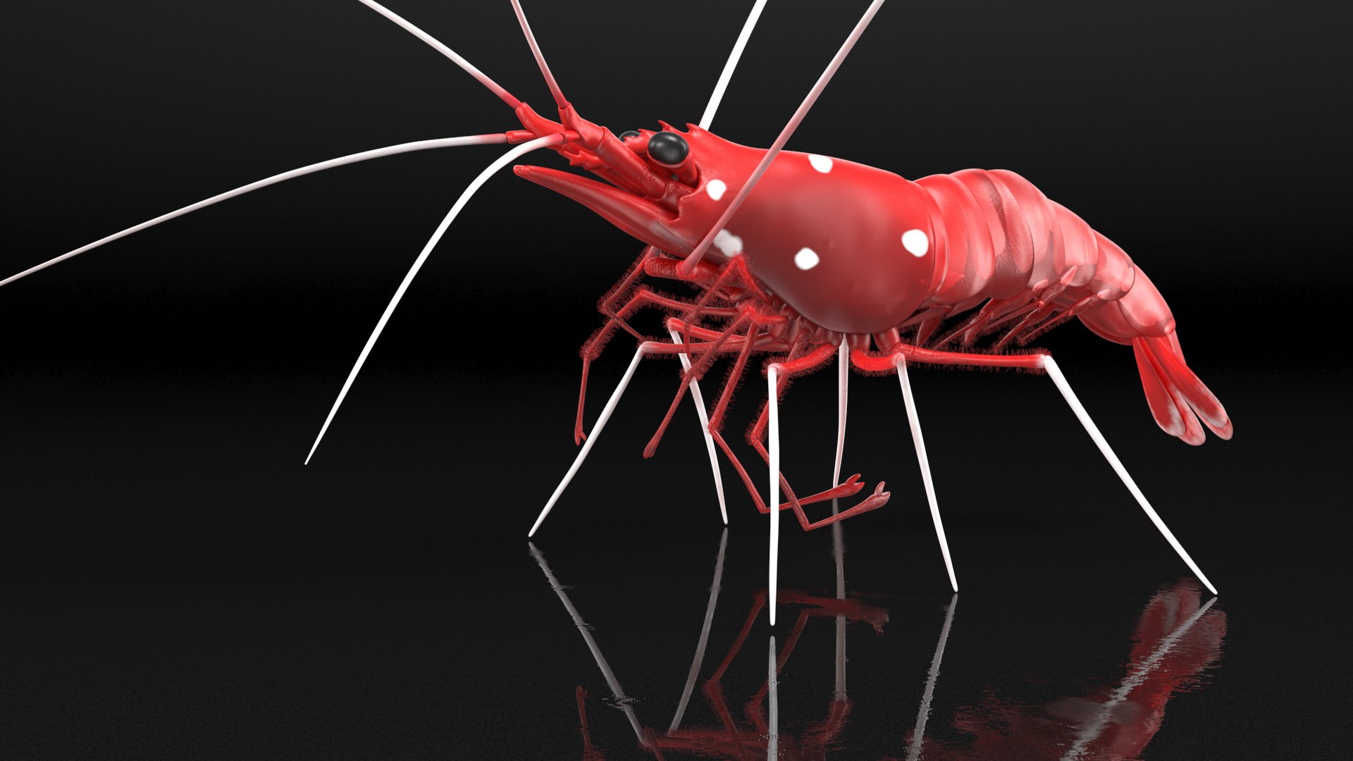 3D Model Scarlet Skunk Cleaner Shrimp Fur - TurboSquid 2050976